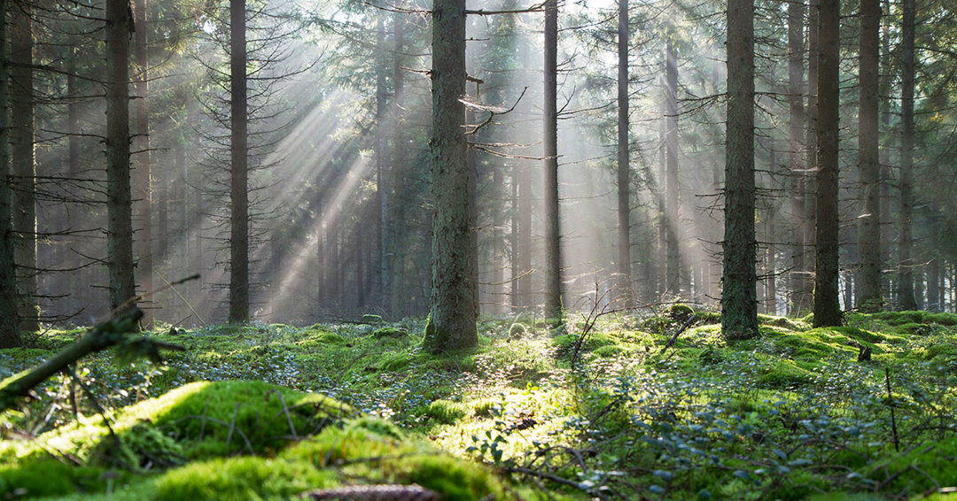 Troldtekt i olika strukturer och färger | Se sortimentet!